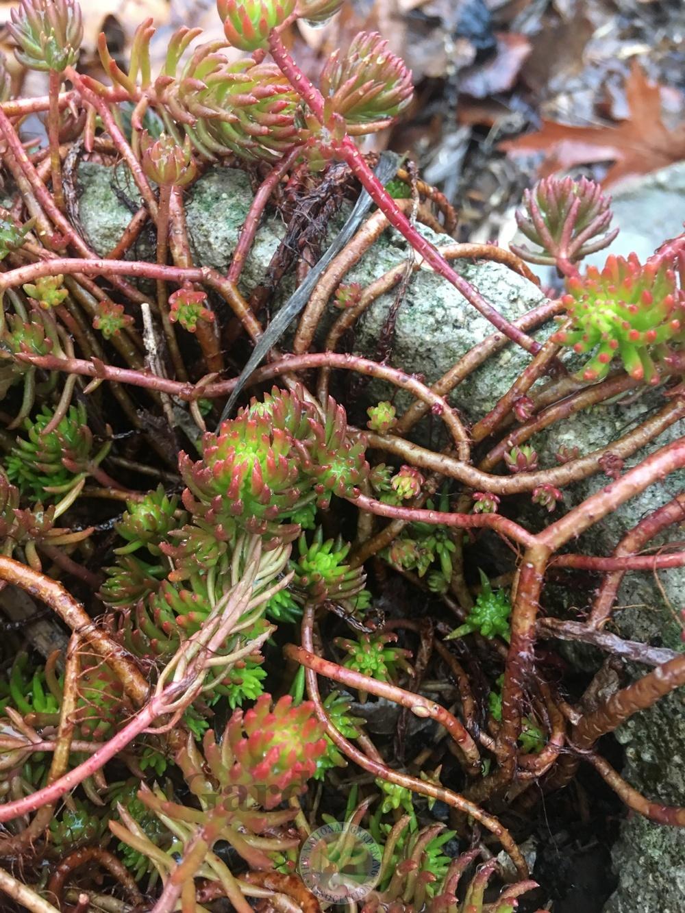 Stonecrop (Petrosedum rupestre subsp. rupestre Solar Spice®) - Garden.org