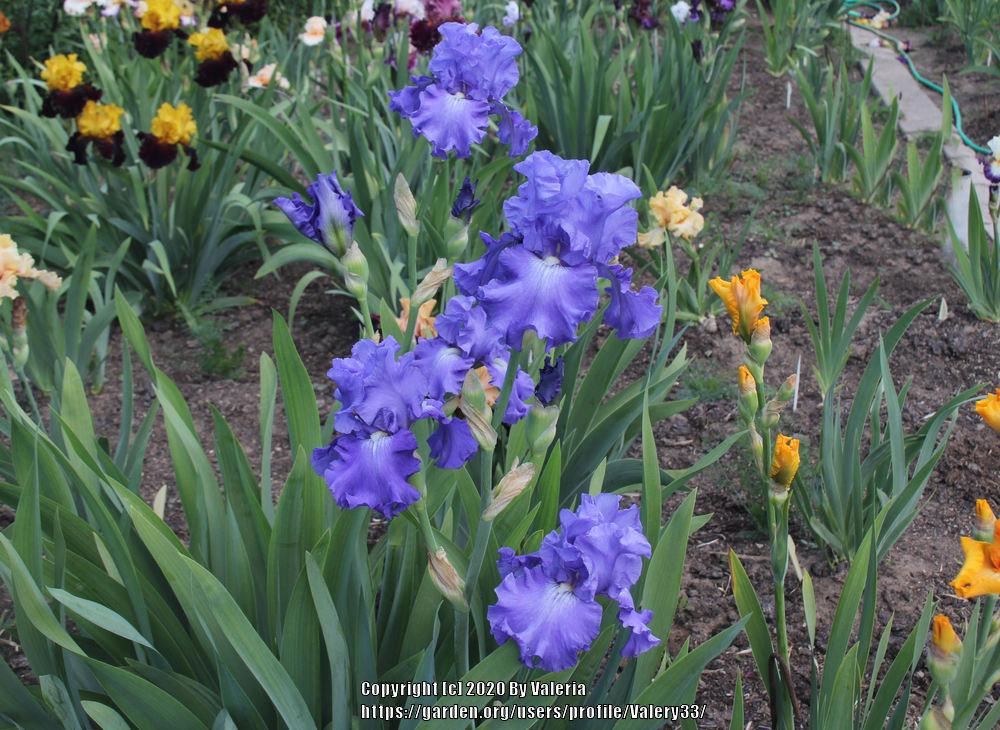 Photo of the bloom of Tall Bearded Iris (Iris 'Fiesta in Blue') posted ...