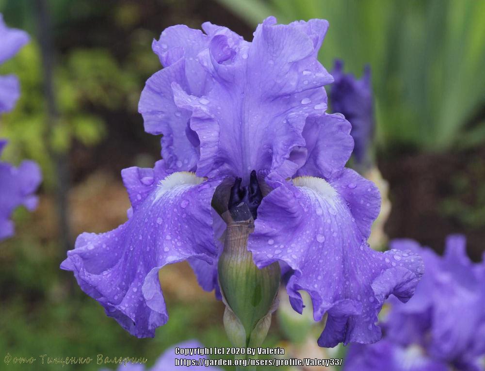 Photo of the bloom of Tall Bearded Iris (Iris 'Fiesta in Blue') posted ...