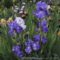 Photo of the bloom of Tall Bearded Iris (Iris 'Fiesta in Blue') posted ...
