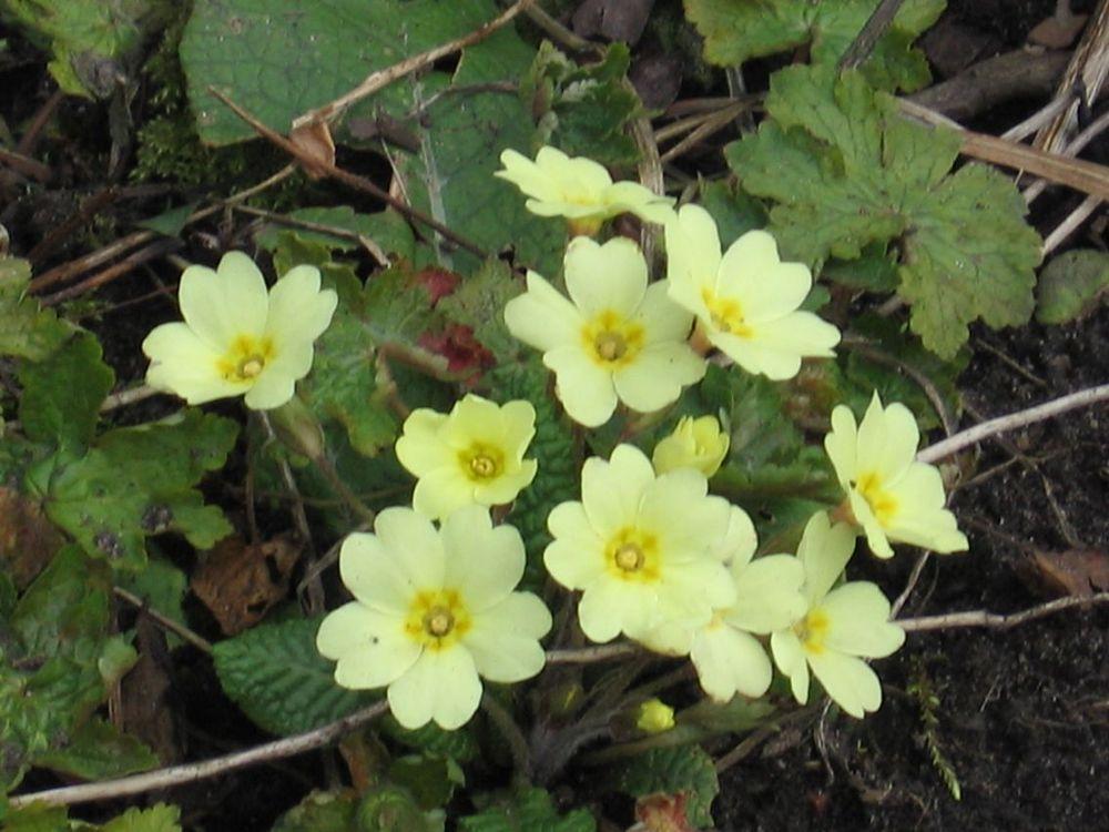 Primrose (Primula 'Emily') in the Primroses Database - Garden.org
