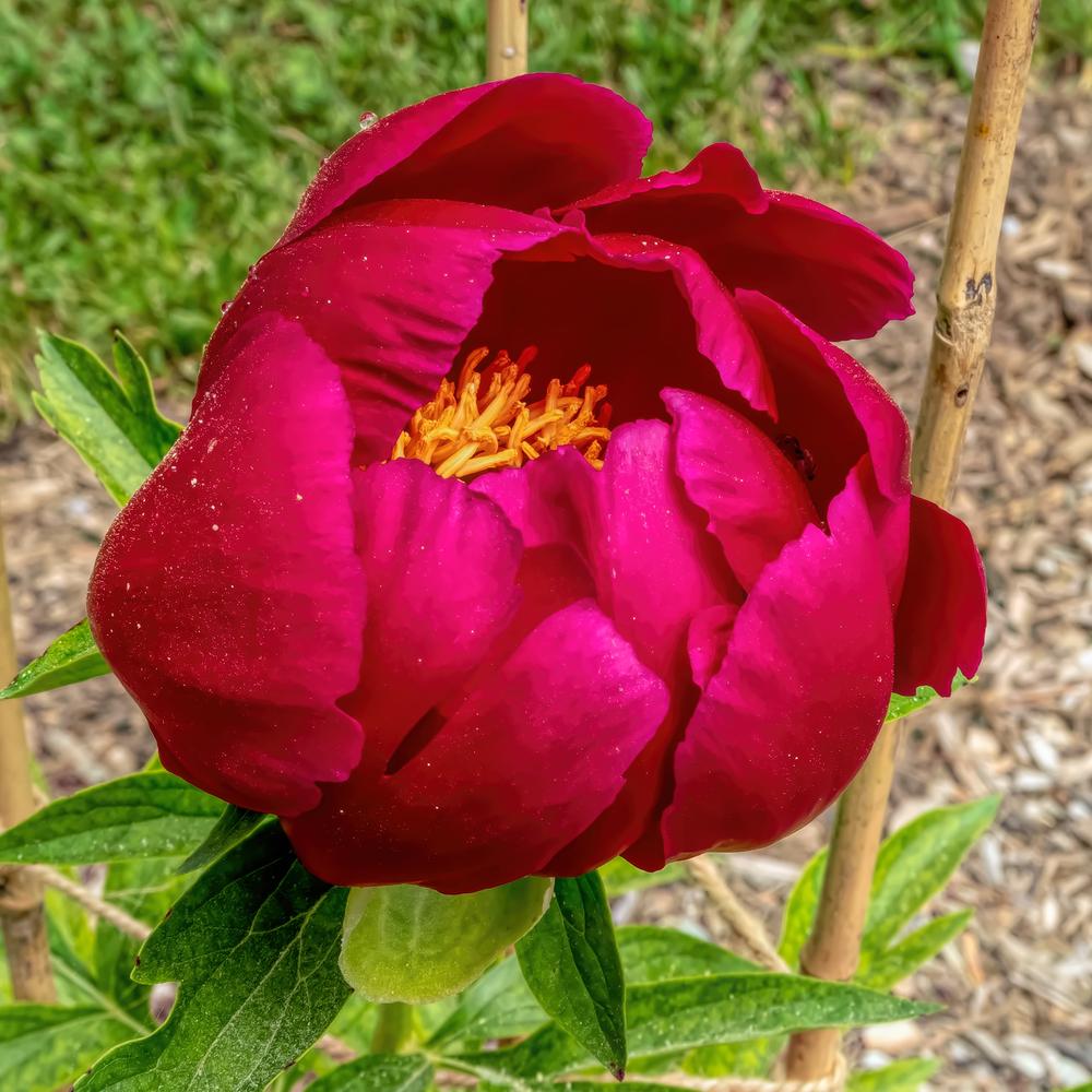 Photo of the bloom of Peony (Paeonia 'Bright Knight') posted by ...