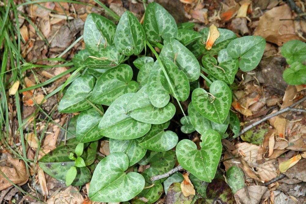 Dwarf Flowered Heartleaf (Asarum naniflorum) in the Wild Gingers ...