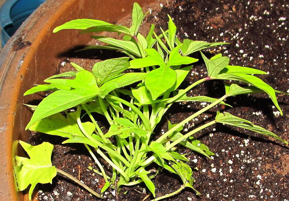 Sweet Potatoes: Plant Care and Collection of Varieties - Garden.org