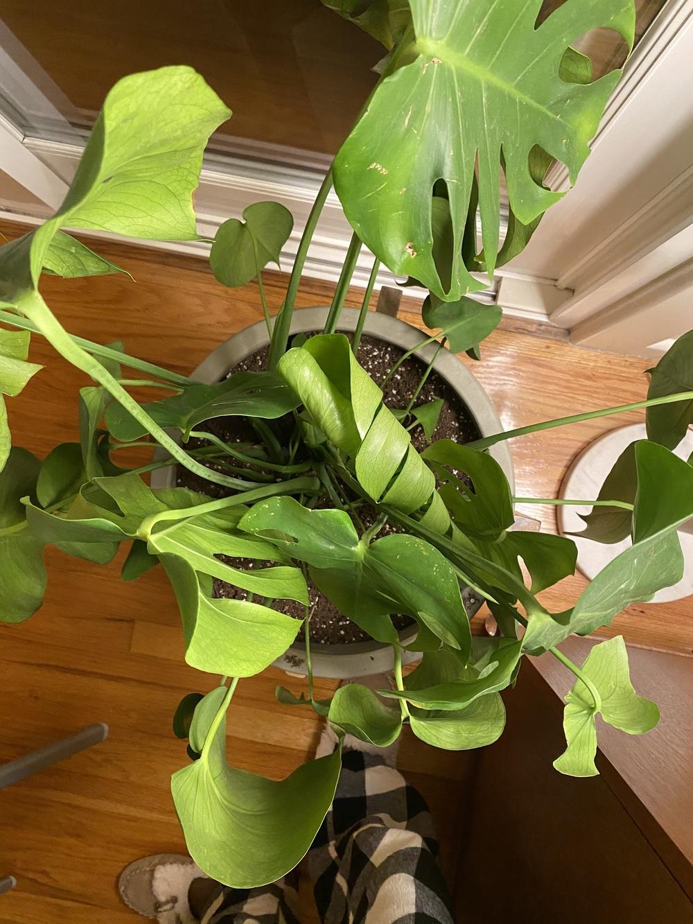 Bent stems on Monstera in the Ask a Question forum - Garden.org