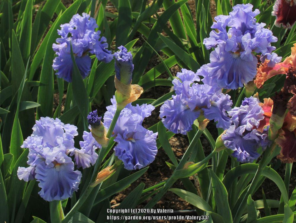 Tall Bearded Iris (Iris 'Bubbling Waves') in the Irises Database ...