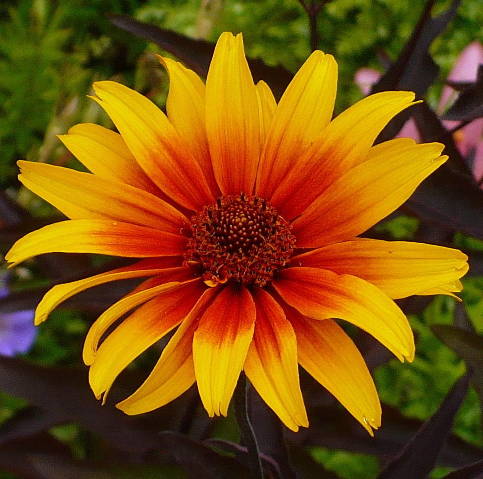 Photo of the stamens, filaments and pistils of False Sunflower ...