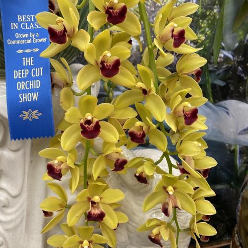 Orchid (Cymbidium Pacific Sparkle 'New Horizon') - Garden.org