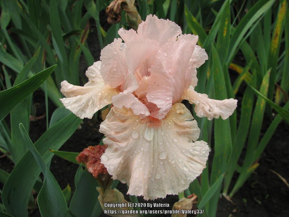 Tall Bearded Iris (Iris 'Rare Occasion') in the Irises Database ...