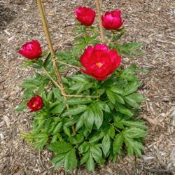 Photo of the bloom of Peony (Paeonia 'Paladin') posted by vic - Garden.org