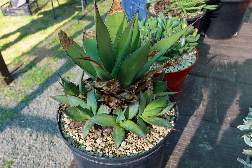 Photo of the entire plant of Shaw's Agave (Agave shawii subsp. shawii ...