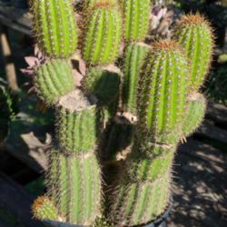 White Torch Cactus (Soehrensia spachiana) - Garden.org