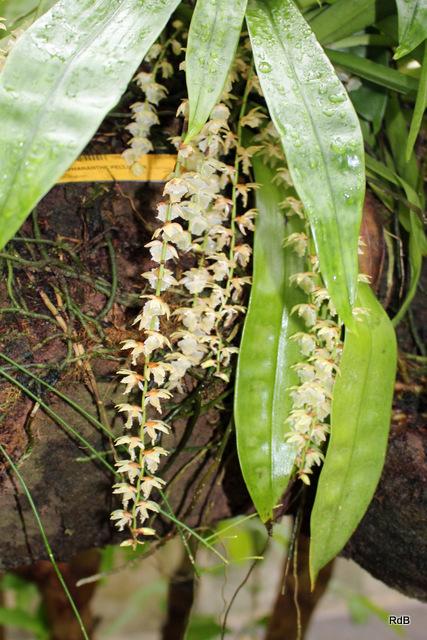 Photo of the bloom of Orchid (Diaphananthe pellucida) posted by ...