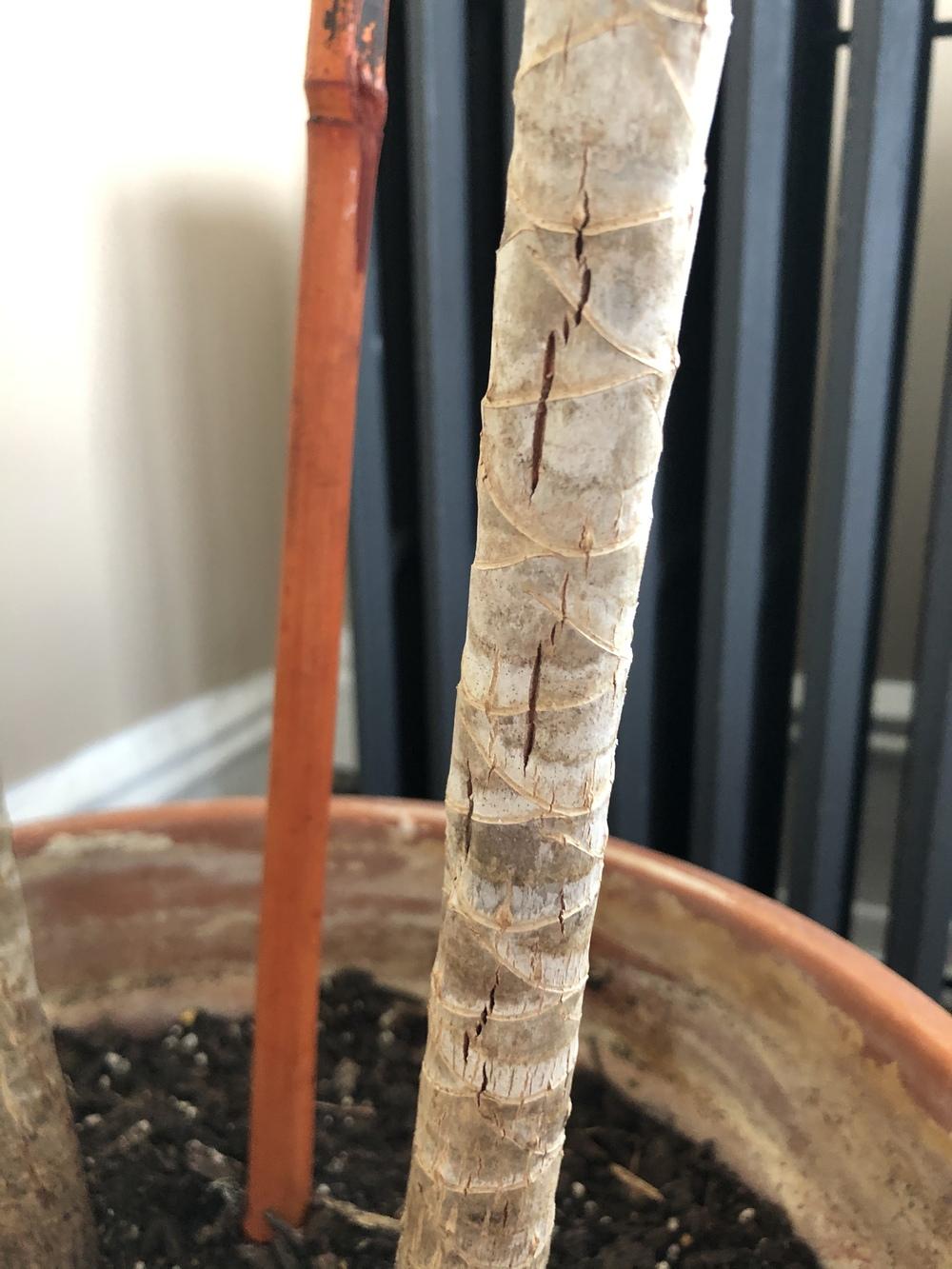 Dracaena Marginata trunk / branch splitting / cracking in the Ask a ...