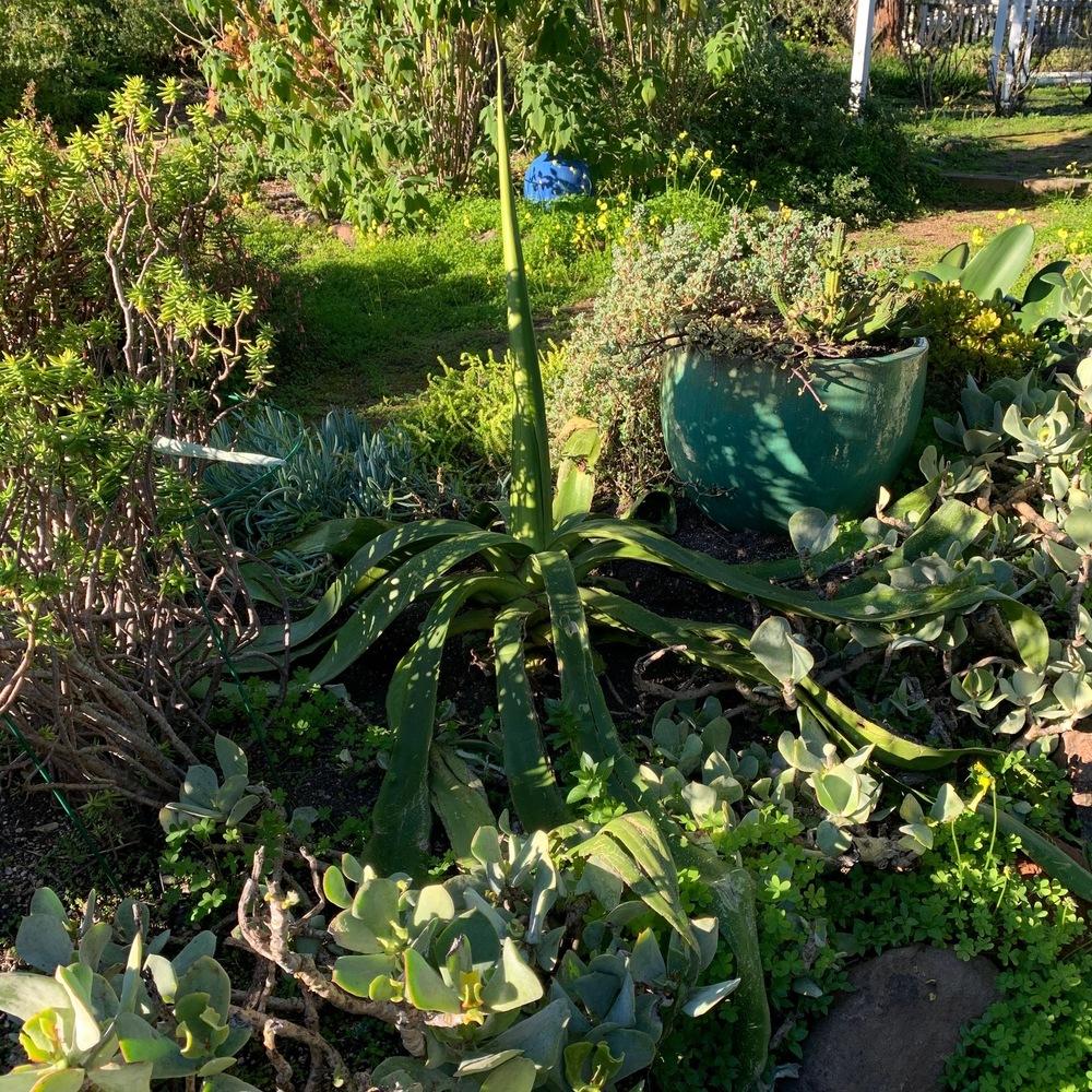 Sprawling plant in the Plant ID forum - Garden.org