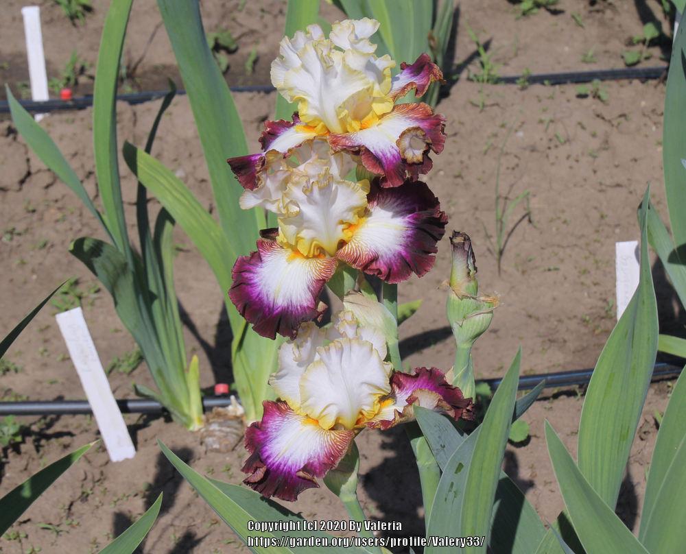 Photo of the bloom of Tall Bearded Iris (Iris 'Edge of Heaven') posted by Valery33 - Garden.org