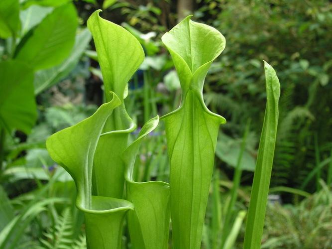 Oreo Pitcher Plant (Sarracenia oreophila) in the Pitcher Plants ...