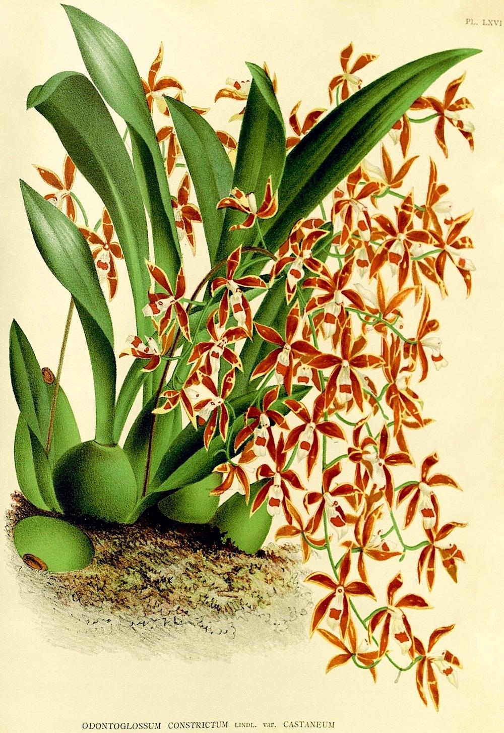 Photo of the documentation of Orchid (Oncidium constrictum) posted by ...