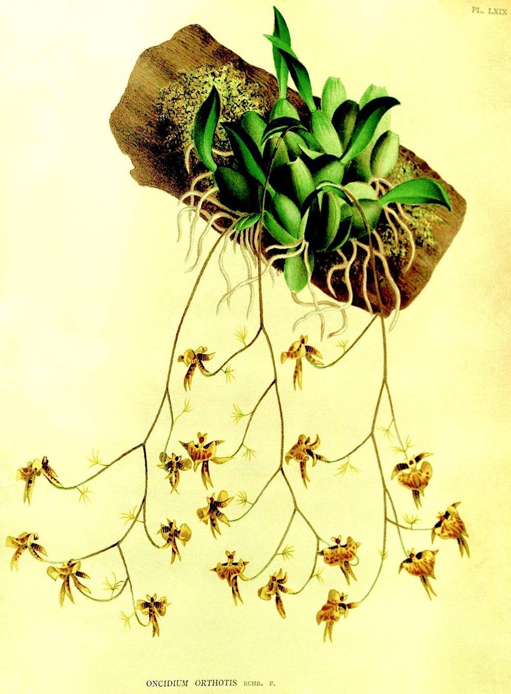 Orchid (Oncidium orthotis) - Garden.org