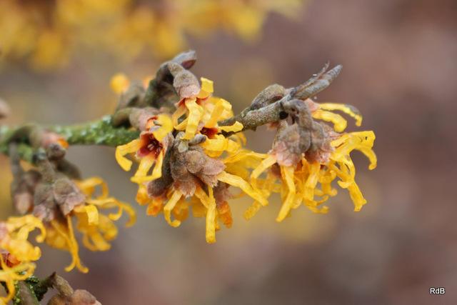 Photo of the bloom of Ozark Witch Hazel (Hamamelis vernalis 'Sandra ...