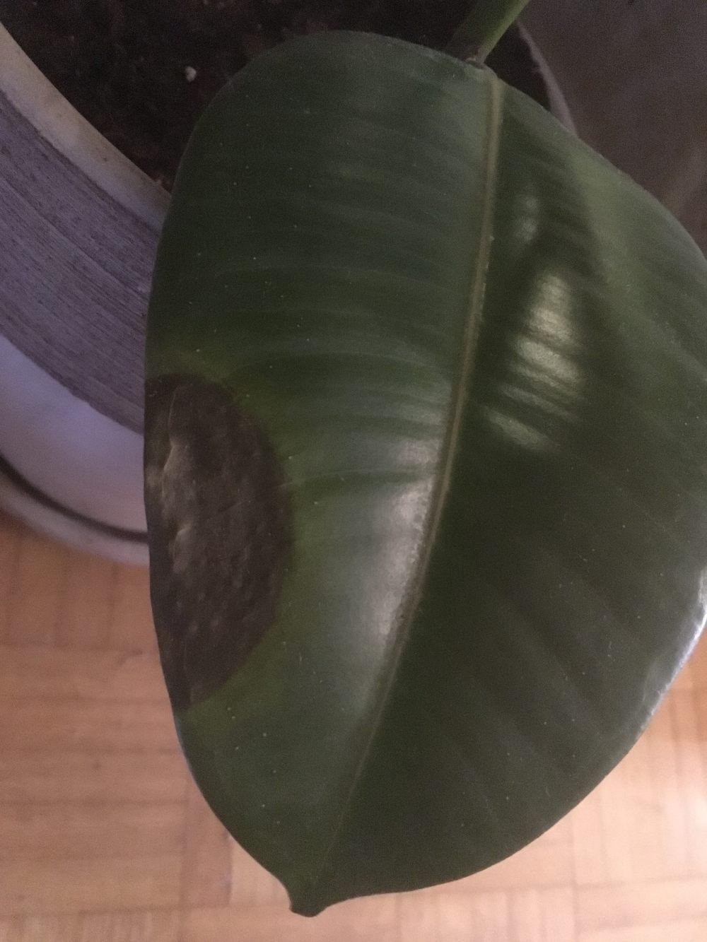 Rubber Plant dark spots on leaves in the Houseplants forum - Garden.org