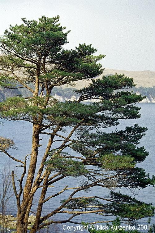 Japanese Red Pine (Pinus densiflora) - Garden.org