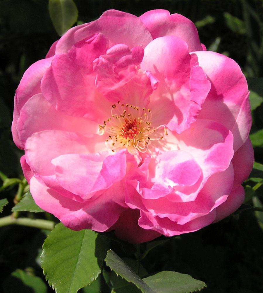 Anyone have Fortune's Five Color Rose? in the Roses forum - Garden.org