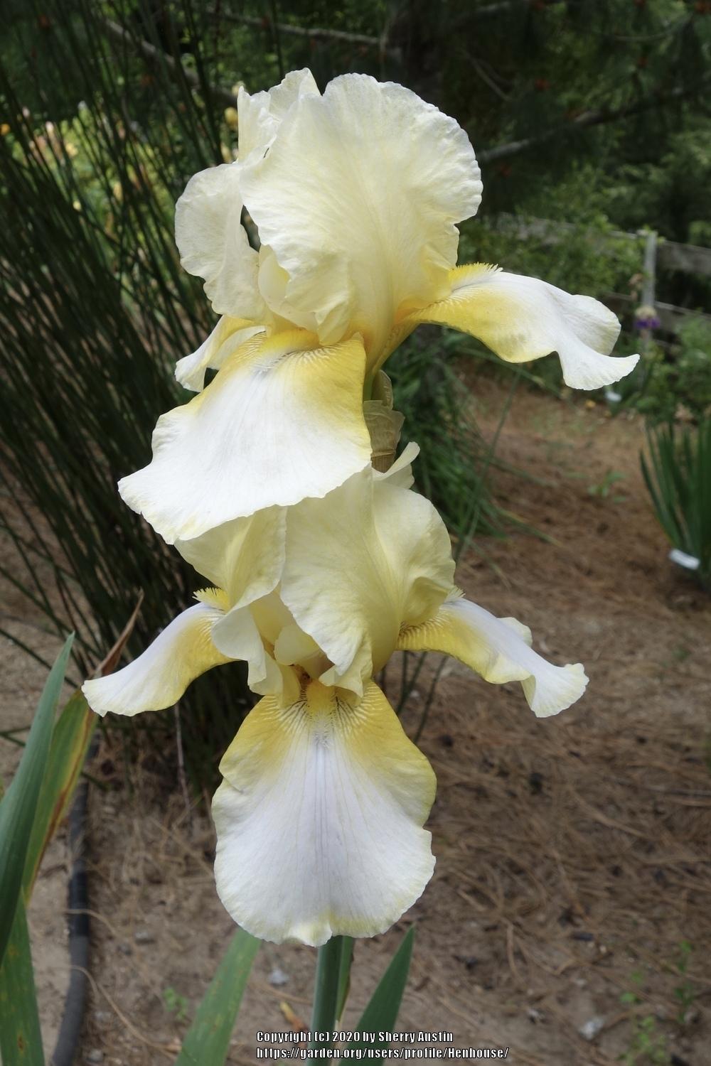 Tall Bearded Iris (Iris 'Star Shine') in the Irises Database - Garden.org