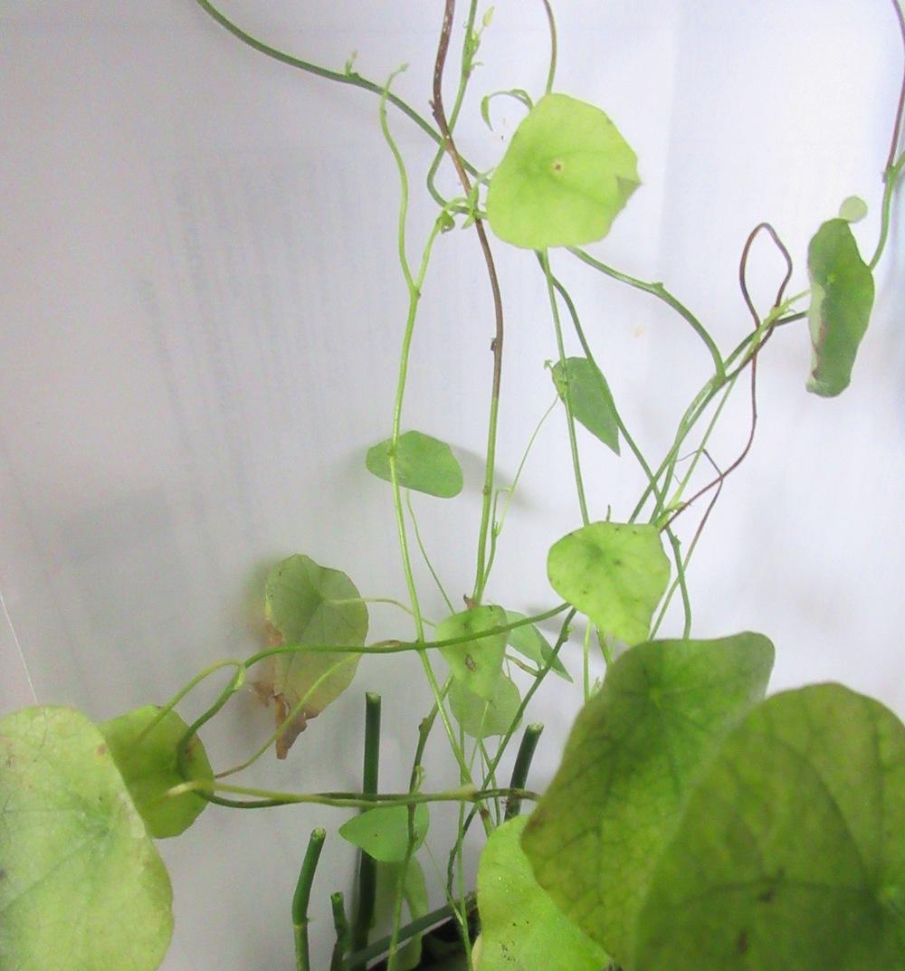 Cyclea barbata - Garden.org