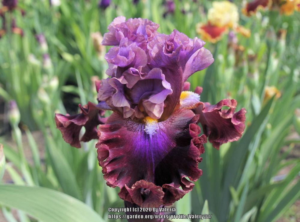 Photo of the bloom of Tall Bearded Iris (Iris 'Electric Candy') posted by Valery33 - Garden.org