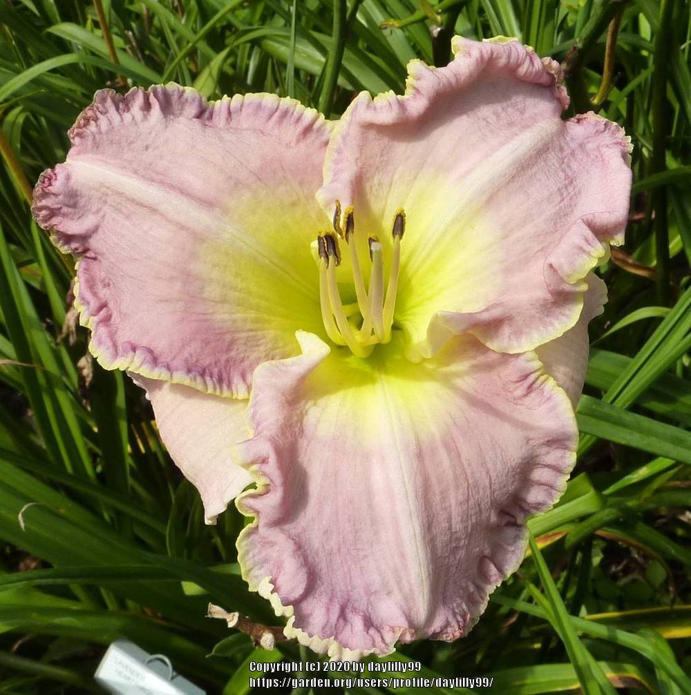 Happy Valentines Day in the Daylilies forum - Garden.org