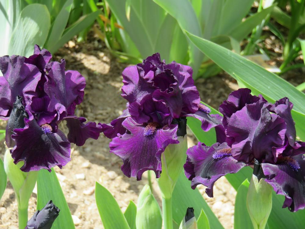 Bloomers's plant: Intermediate Bearded Iris (Iris 'Midnight Sharp ...