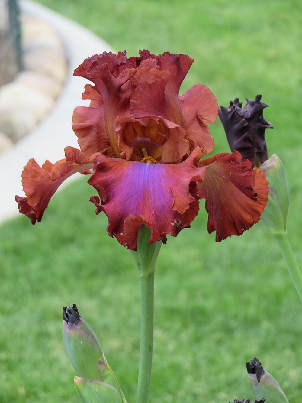 Bloomers's plant: Tall Bearded Iris (Iris 'Mad World') - Garden.org