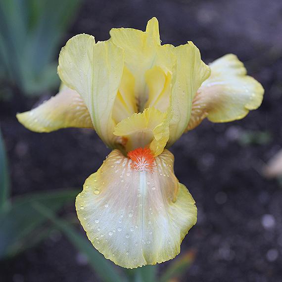 Intermediate Bearded Iris (Iris 'Holiday Flame') in the Irises Database ...