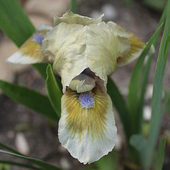 Standard Dwarf Bearded Iris (Iris 'Green Meteor') in the Irises ...