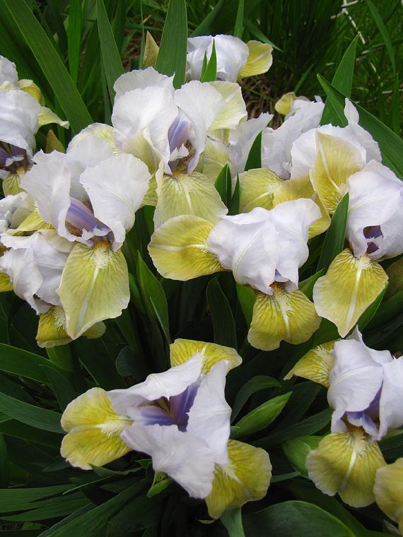 Searching for Rare Iris in the Irises forum - Garden.org
