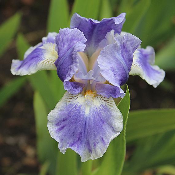 Standard Dwarf Bearded Iris (Iris 'Shy Miss') in the Irises Database ...