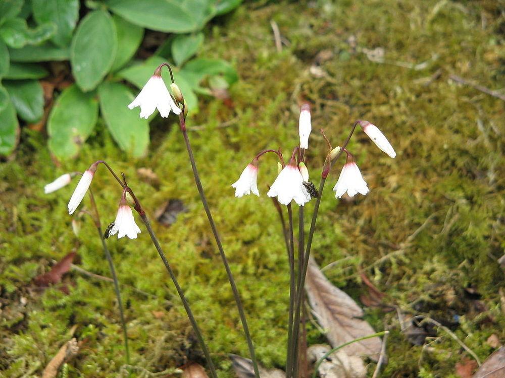 Photo of the bloom of Autumn Snowflake (Acis autumnalis) posted by ...
