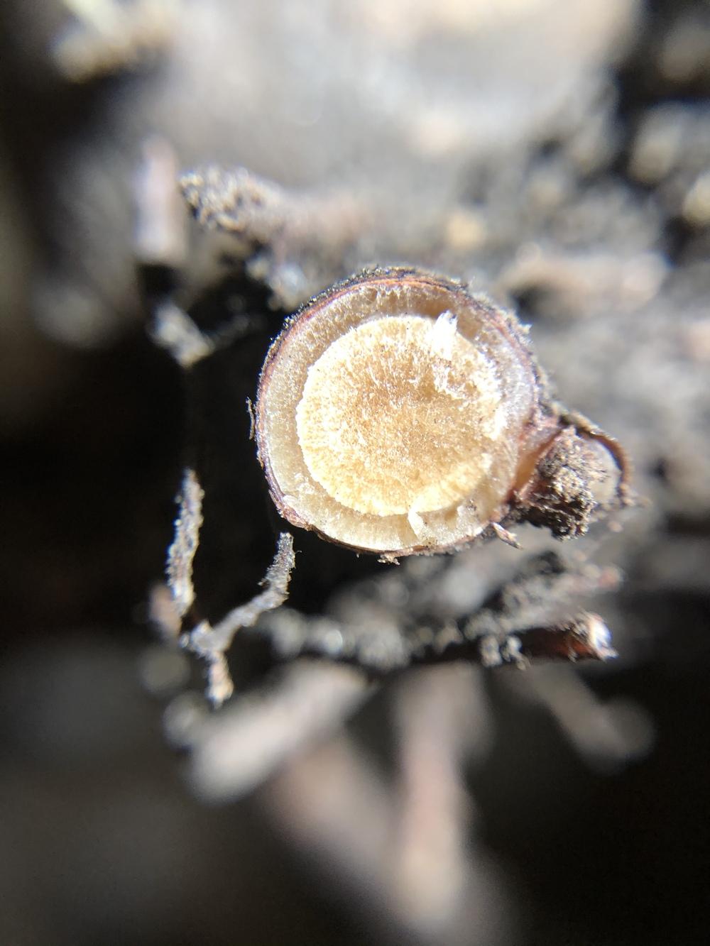 Does my jade plant have root rot still? in the Ask a Question forum ...