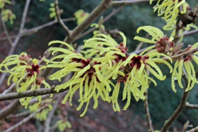 Photo of the bloom of Witch Hazel (Hamamelis 'Sunburst') posted by ...