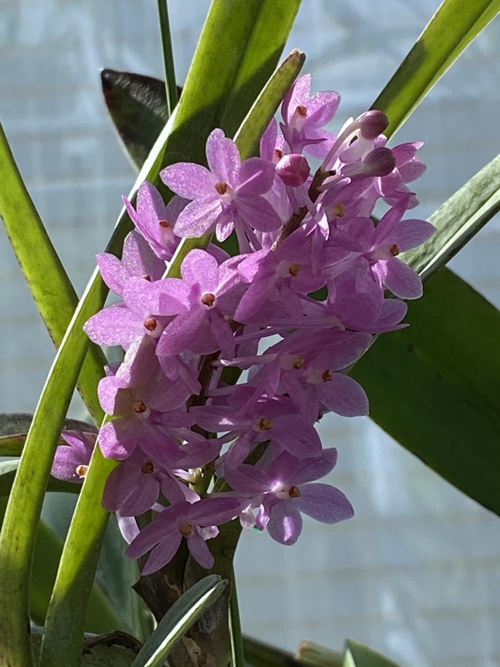 Orchid (Vanda Motes Adorbs) - Garden.org