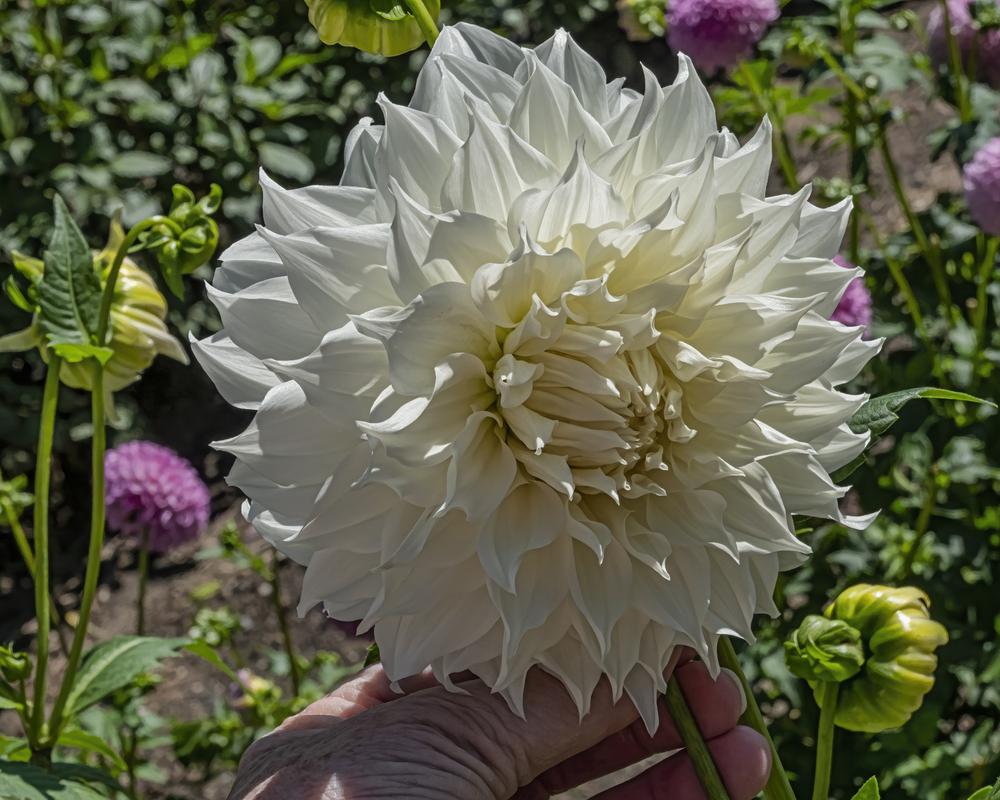 Photo of the bloom of Dahlia 'Yuukyu' posted by arctangent - Garden.org