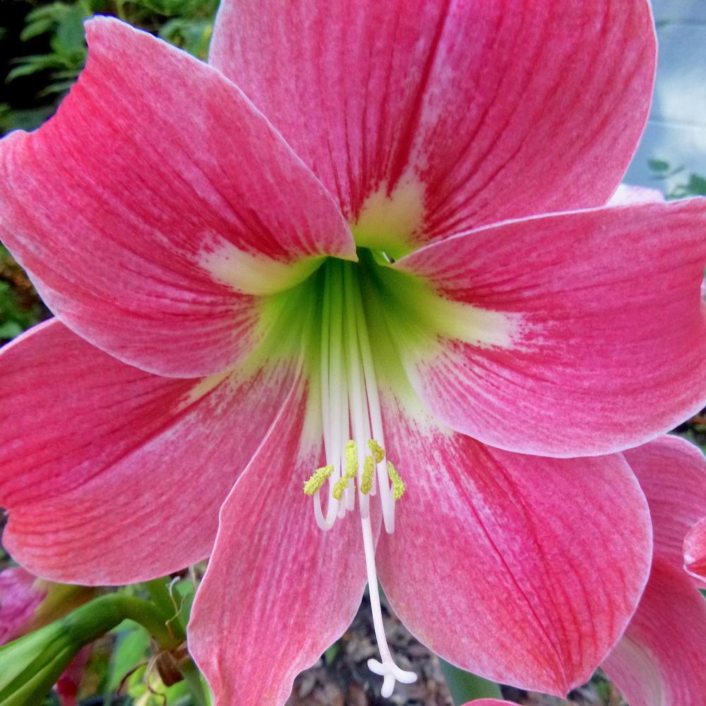 Amaryllis: Plant Care and Collection of Varieties - Garden.org