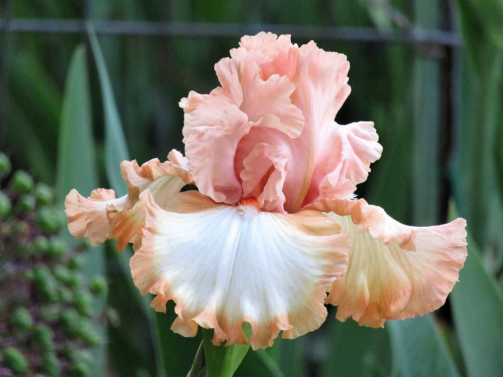 Photo of the bloom of Tall Bearded Iris (Iris 'Winning Edge') posted by ...