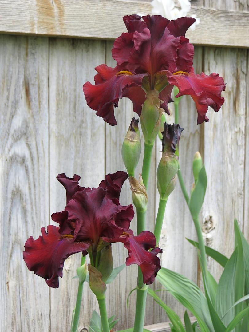 Photo of the bloom of Tall Bearded Iris (Iris 'Grateful Red') posted by Bloomers - Garden.org