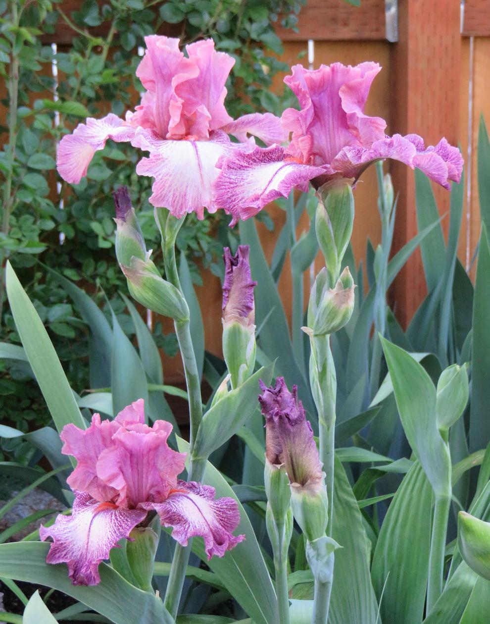 Tall Bearded Iris (Iris 'Screen Play') in the Irises Database - Garden.org