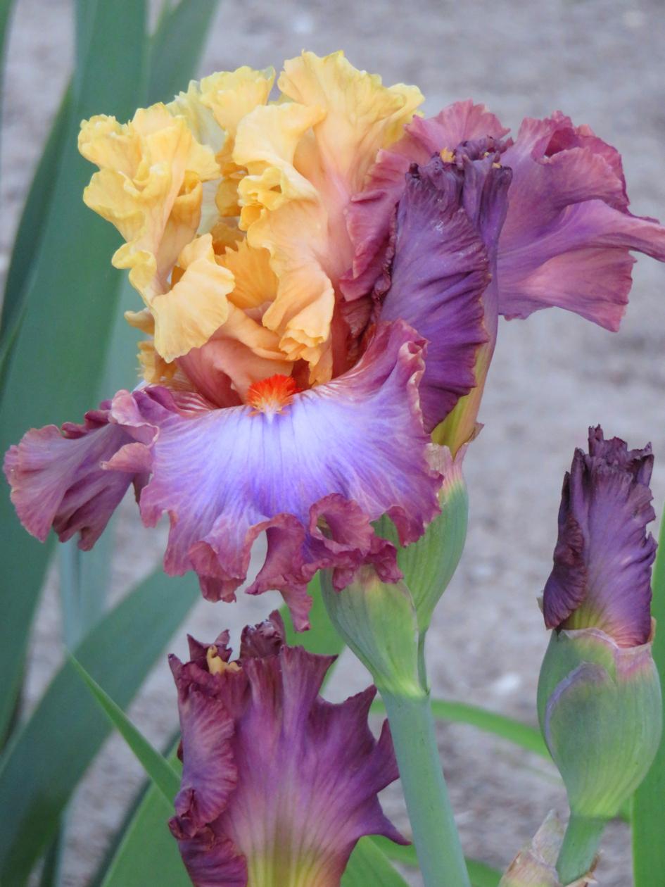 Iris Love's Instagram, Twitter & Facebook on IDCrawl