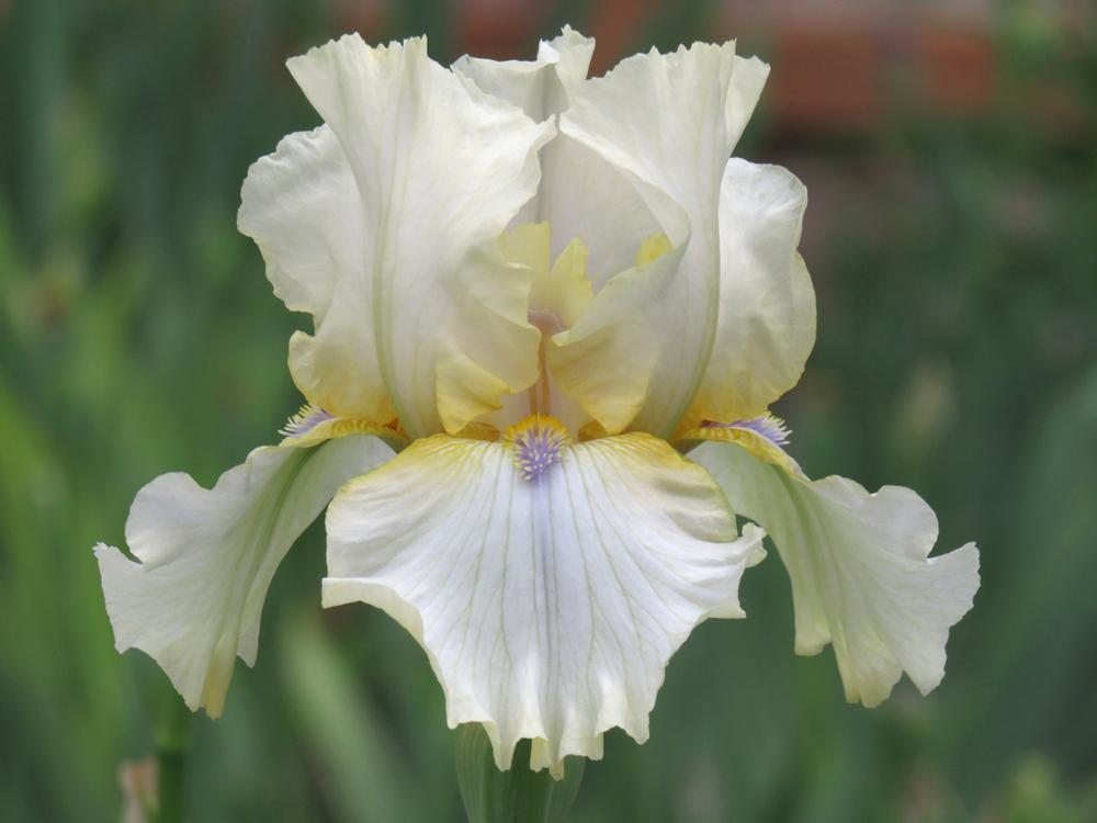 Tall Bearded Iris (Iris 'Royal Tara') in the Irises Database - Garden.org