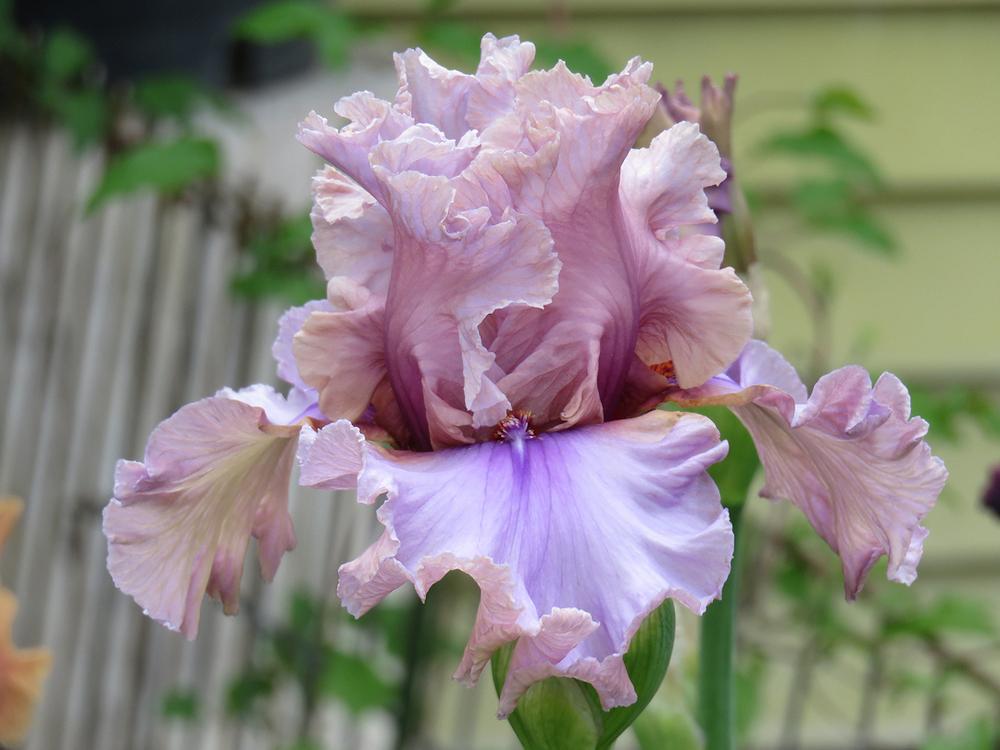 Photo of the bloom of Tall Bearded Iris (Iris 'Silk Run') posted by ...