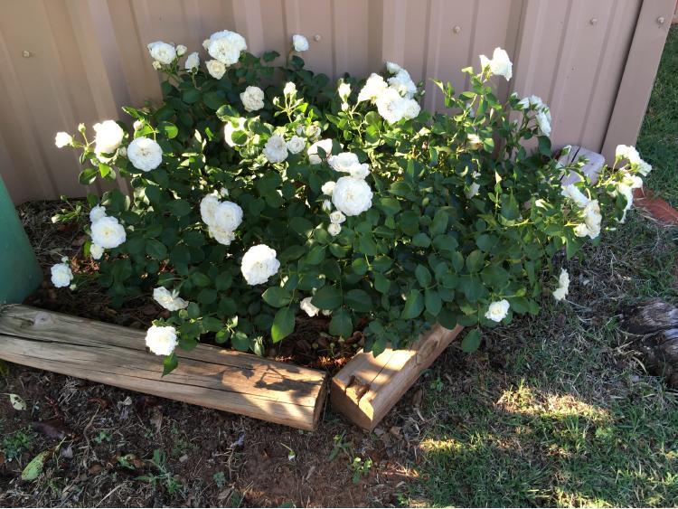Photo of the entire plant of Rose (Rosa 'White Meidiland') posted by ...